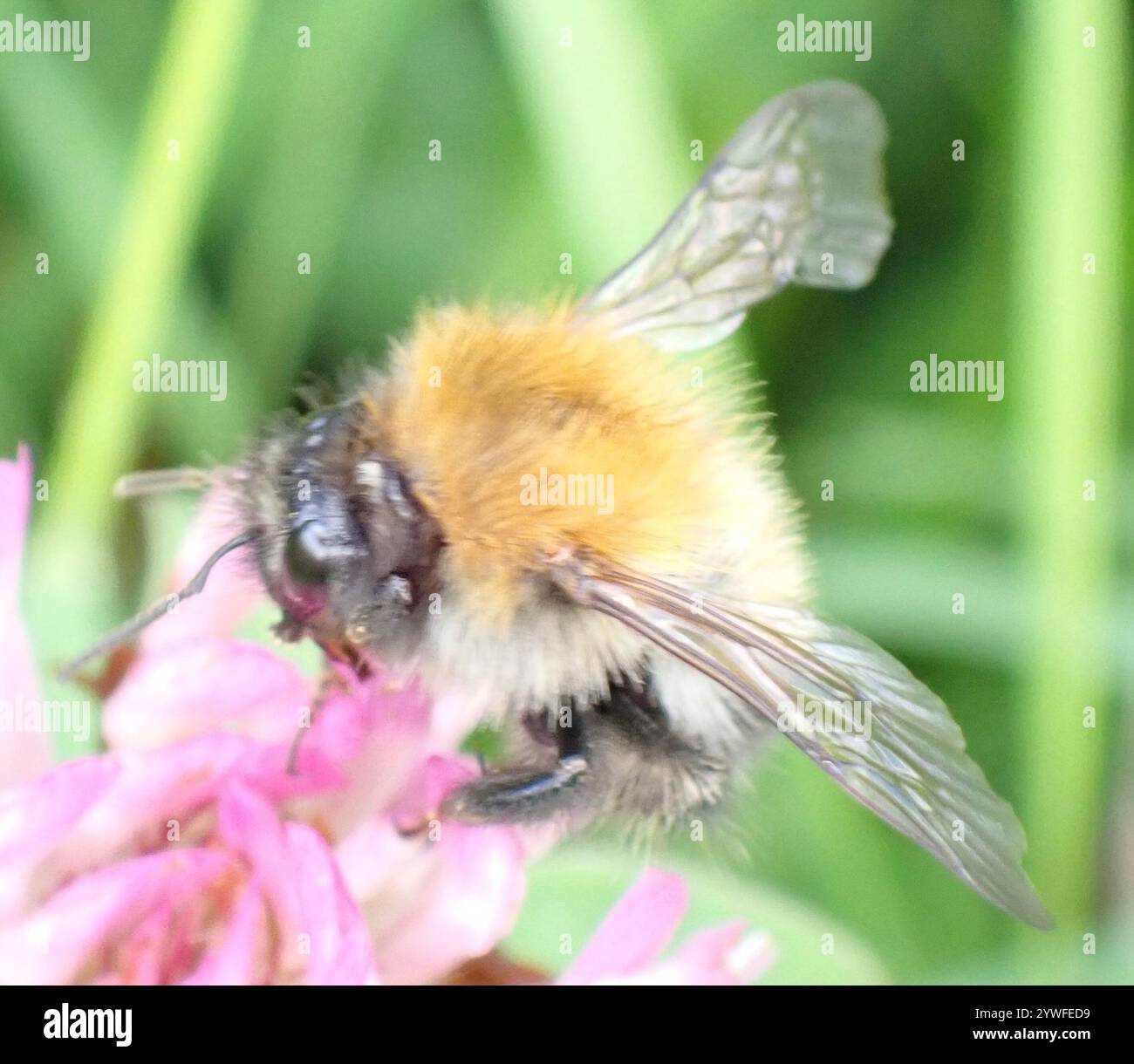 Common Carder Bumble Bee (Bombus pascuorum Stock Photo - Alamy