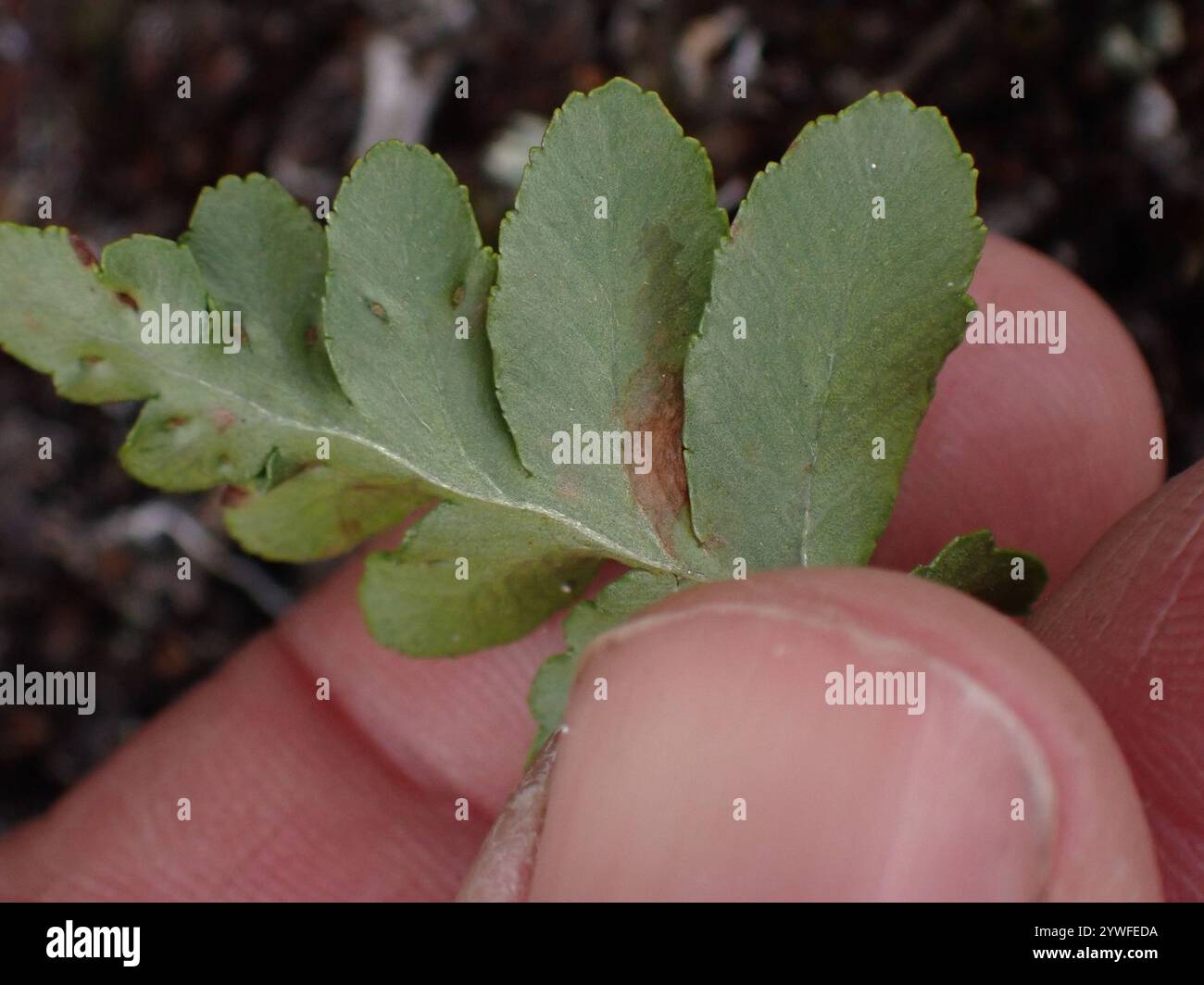 western polypody (Polypodium hesperium Stock Photo - Alamy