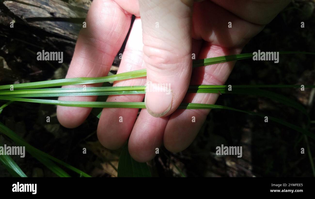 oval-headed sedge (Carex cephalophora Stock Photo - Alamy