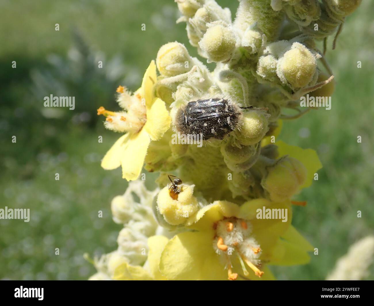 Apple Blossom Beetle (Tropinota hirta Stock Photo - Alamy