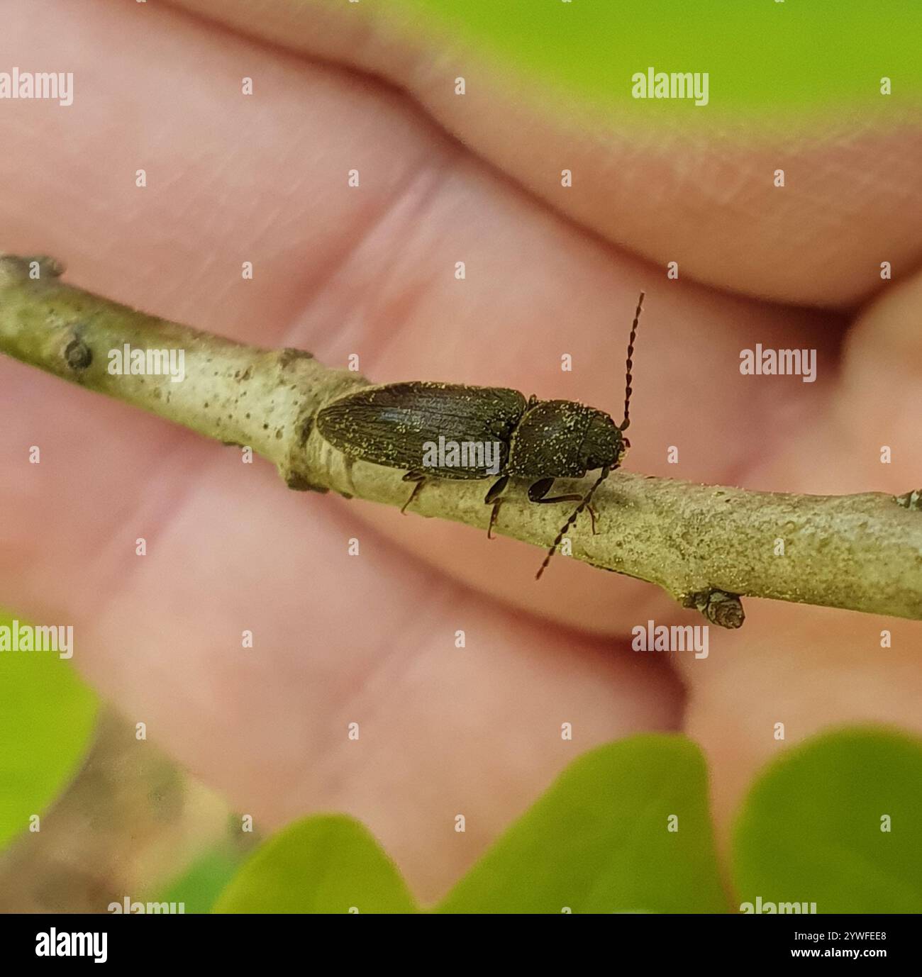 Click Beetles (Elateridae Stock Photo - Alamy