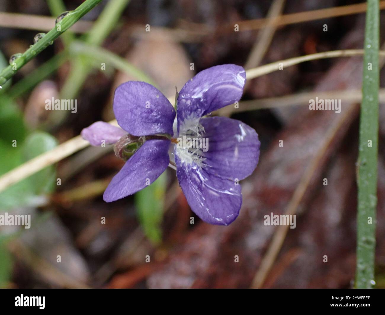 hookedspur violet (Viola adunca Stock Photo - Alamy