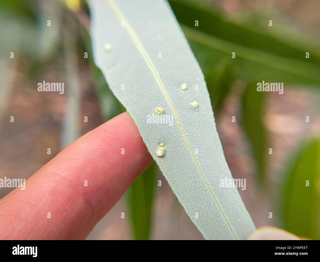 Aculus tetanothrix hi-res stock photography and images - Alamy