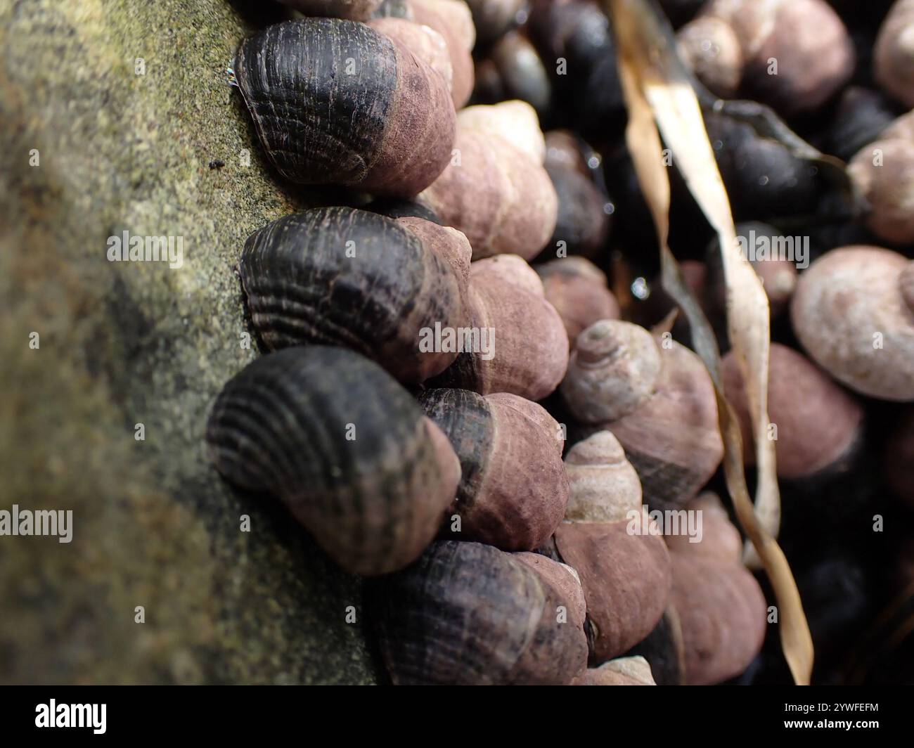 Sitka Periwinkle (Littorina sitkana Stock Photo - Alamy