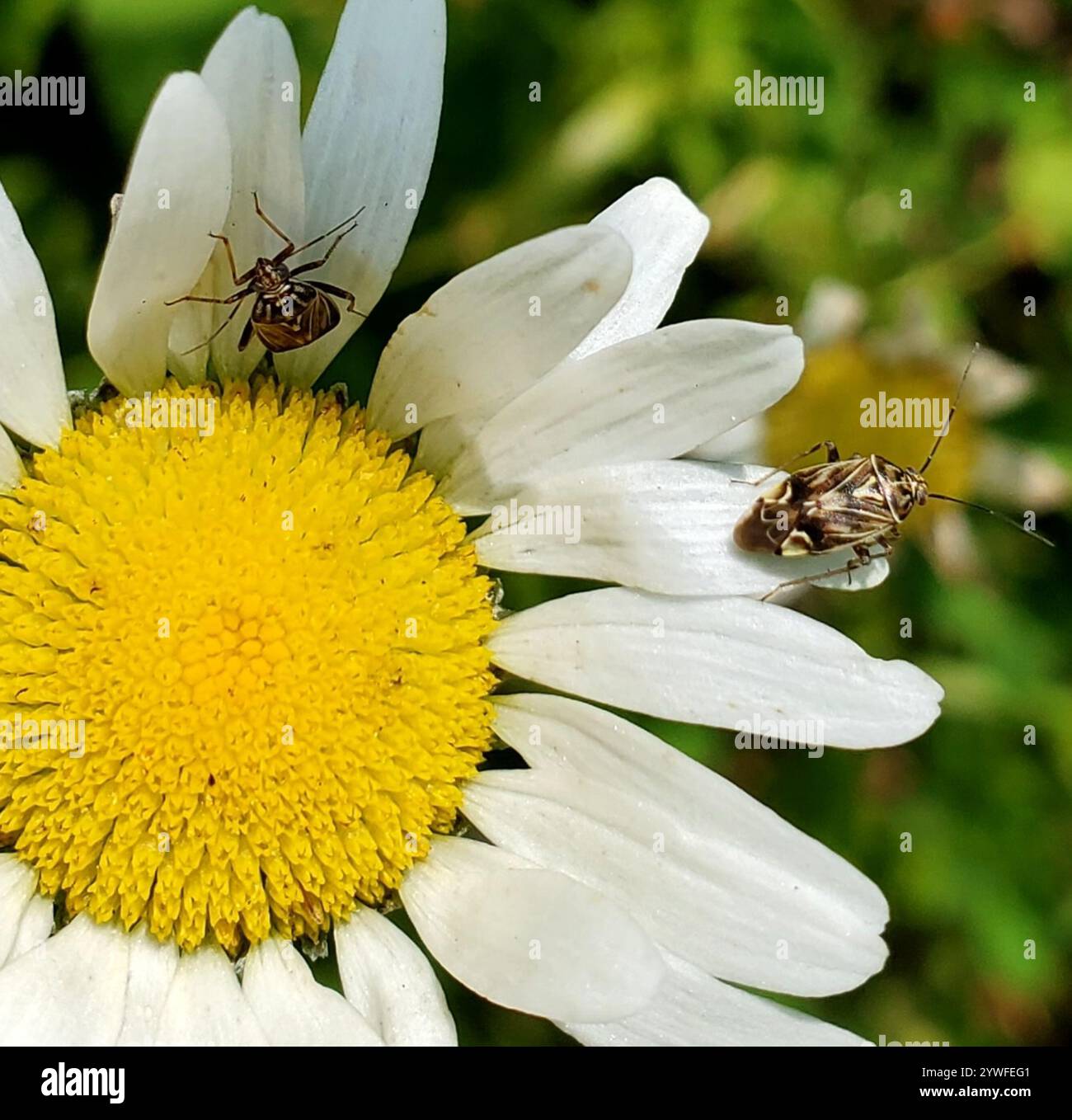 North American Tarnished Plant Bug (Lygus lineolaris Stock Photo - Alamy