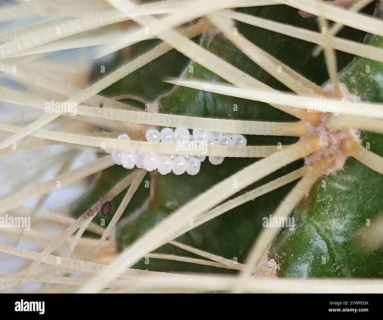 Stink Bugs, Shield Bugs, and Allies (Pentatomoidea Stock Photo - Alamy