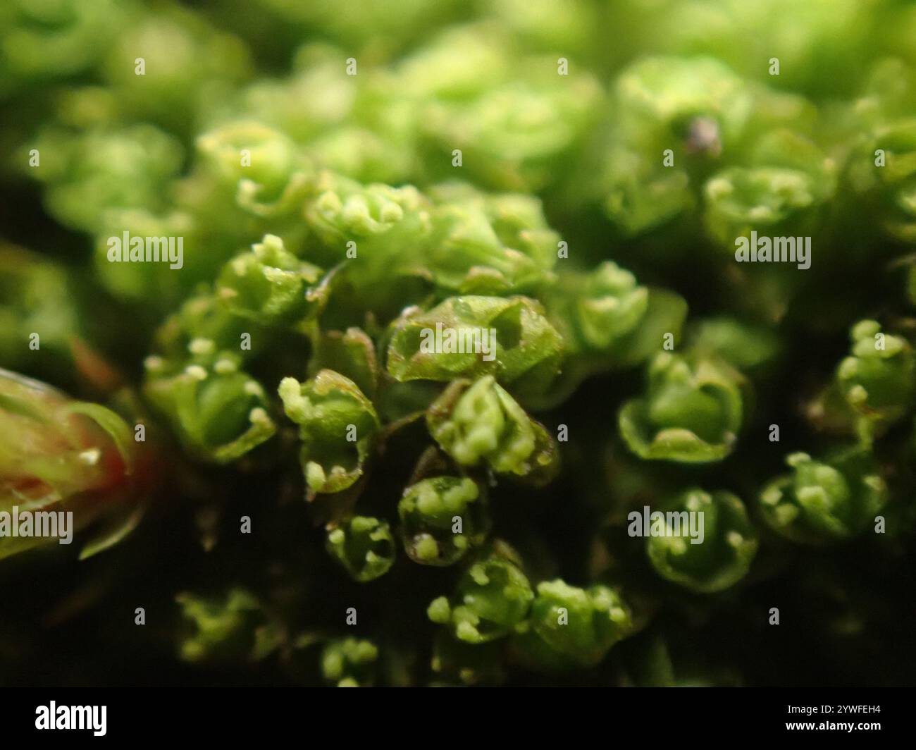 Tumid Notchwort (Lophozia ventricosa Stock Photo - Alamy