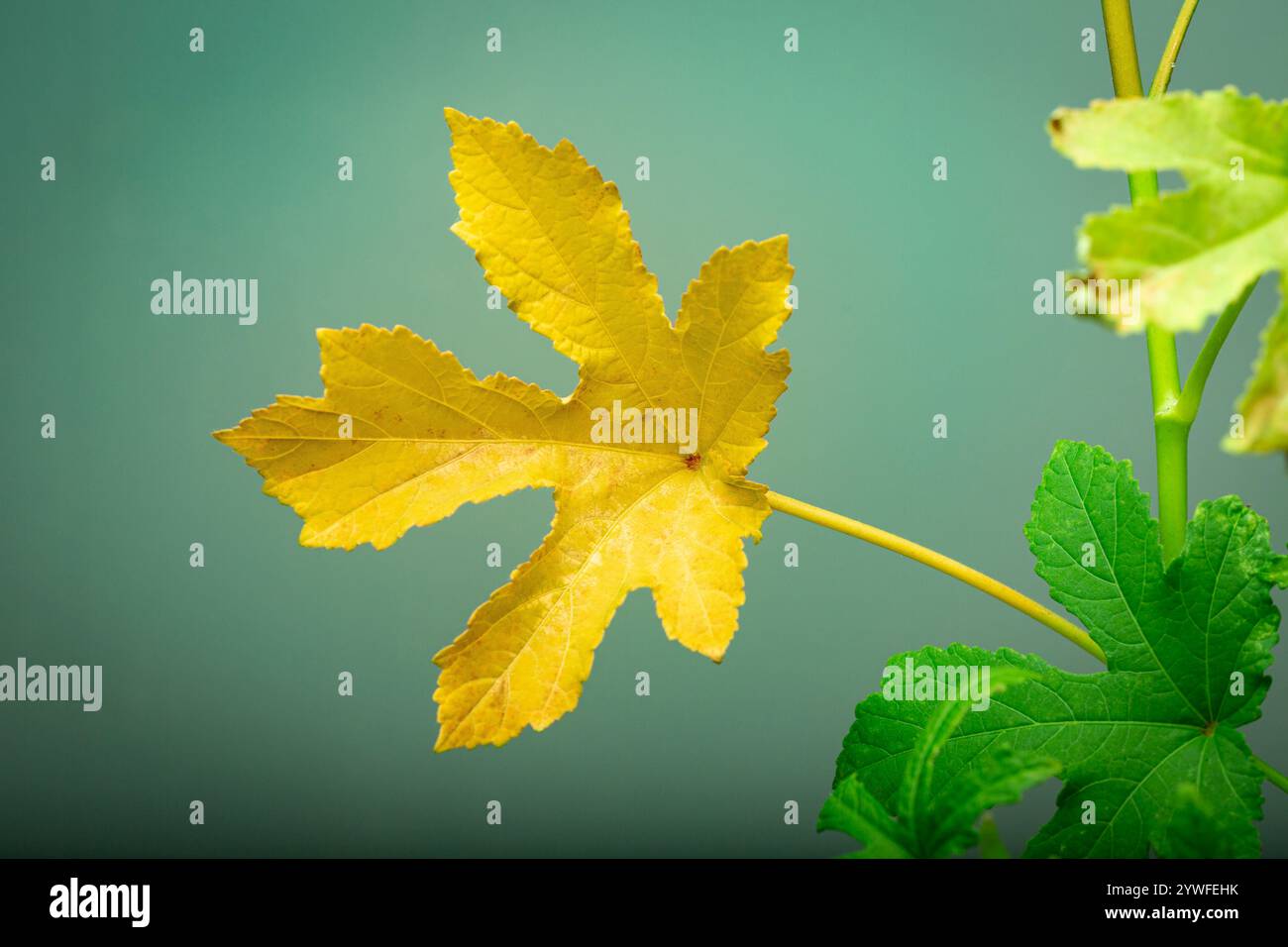 Yellow leaf of Okra or Ladies' fingers vegetable in graphic moody frame ...