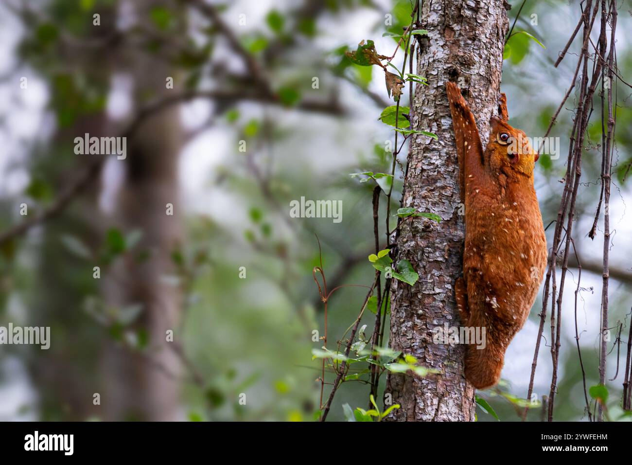 Flying lemur known also as Colugo in Sabah, Borneo, Malaysia Stock ...