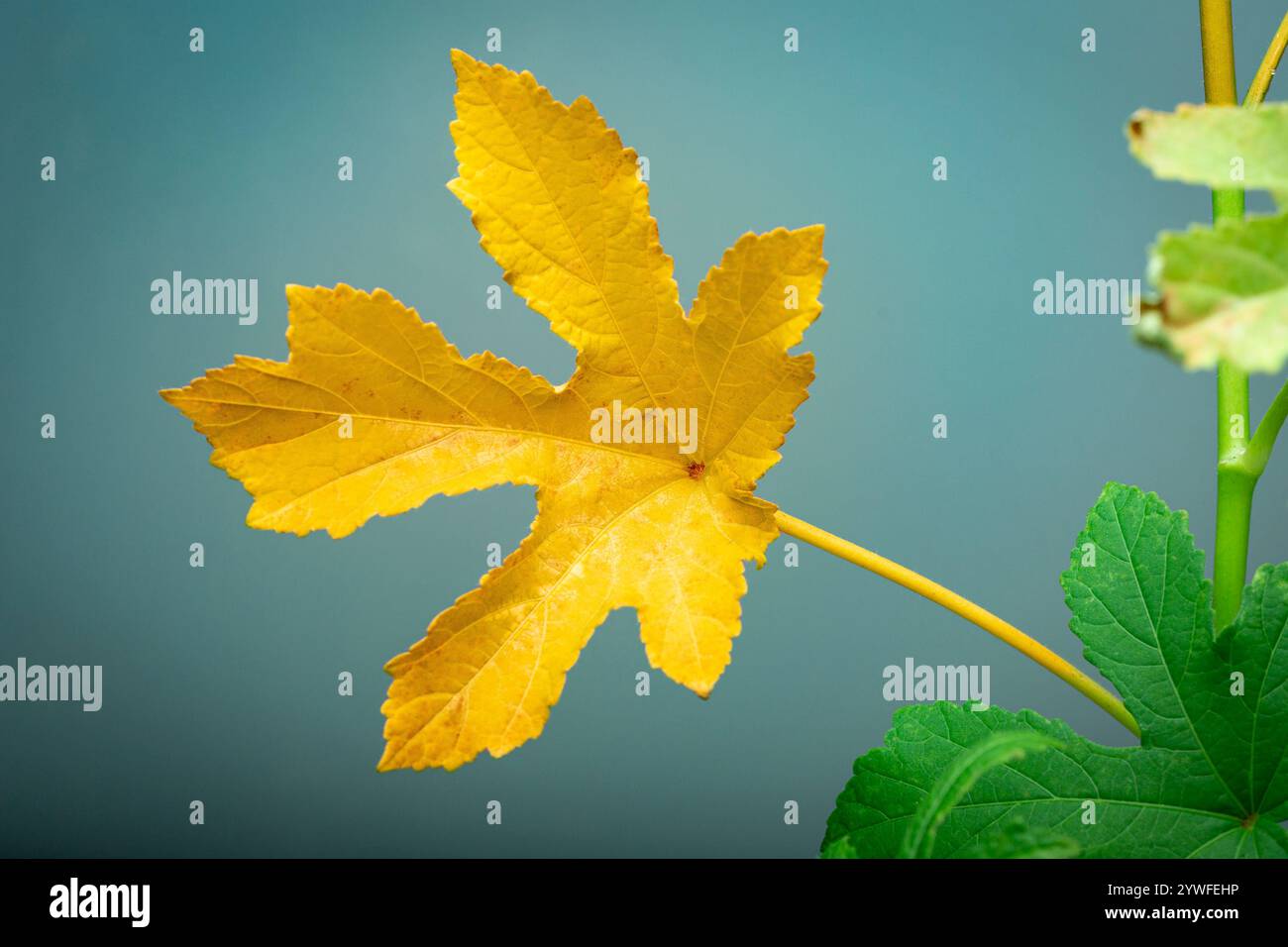 Yellow leaf of Okra or Ladies' fingers vegetable in graphic moody frame ...