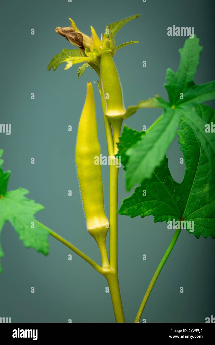 Okra vegetable or Ladies' fingers growing vertical from the stem of the ...