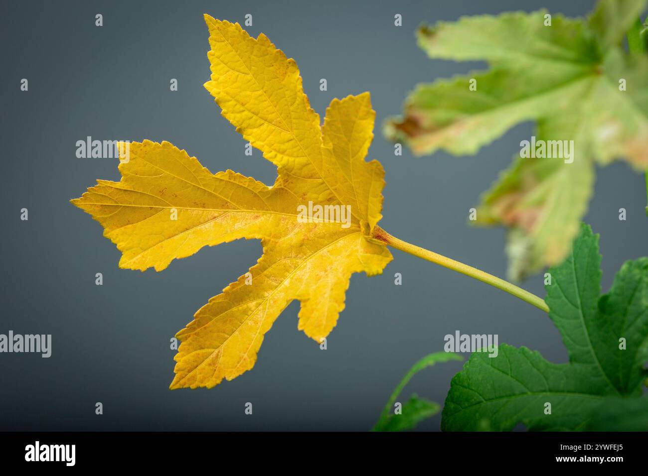 Yellow leaf of Okra or Ladies' fingers vegetable in graphic moody frame ...