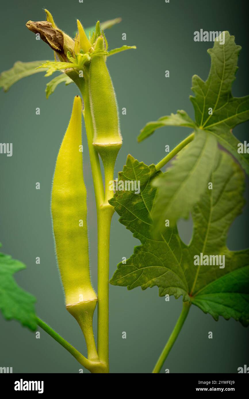 Okra vegetable or Ladies' fingers growing vertical from the stem of the ...