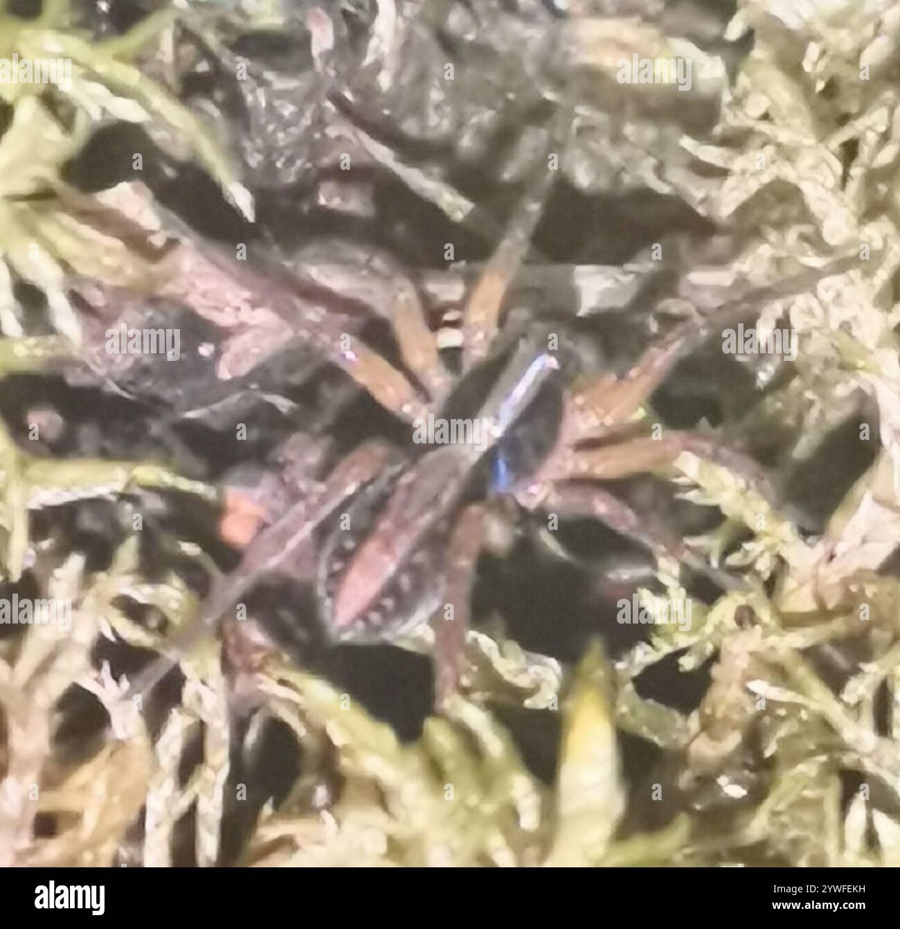 Fox Spiders (Alopecosa Stock Photo - Alamy