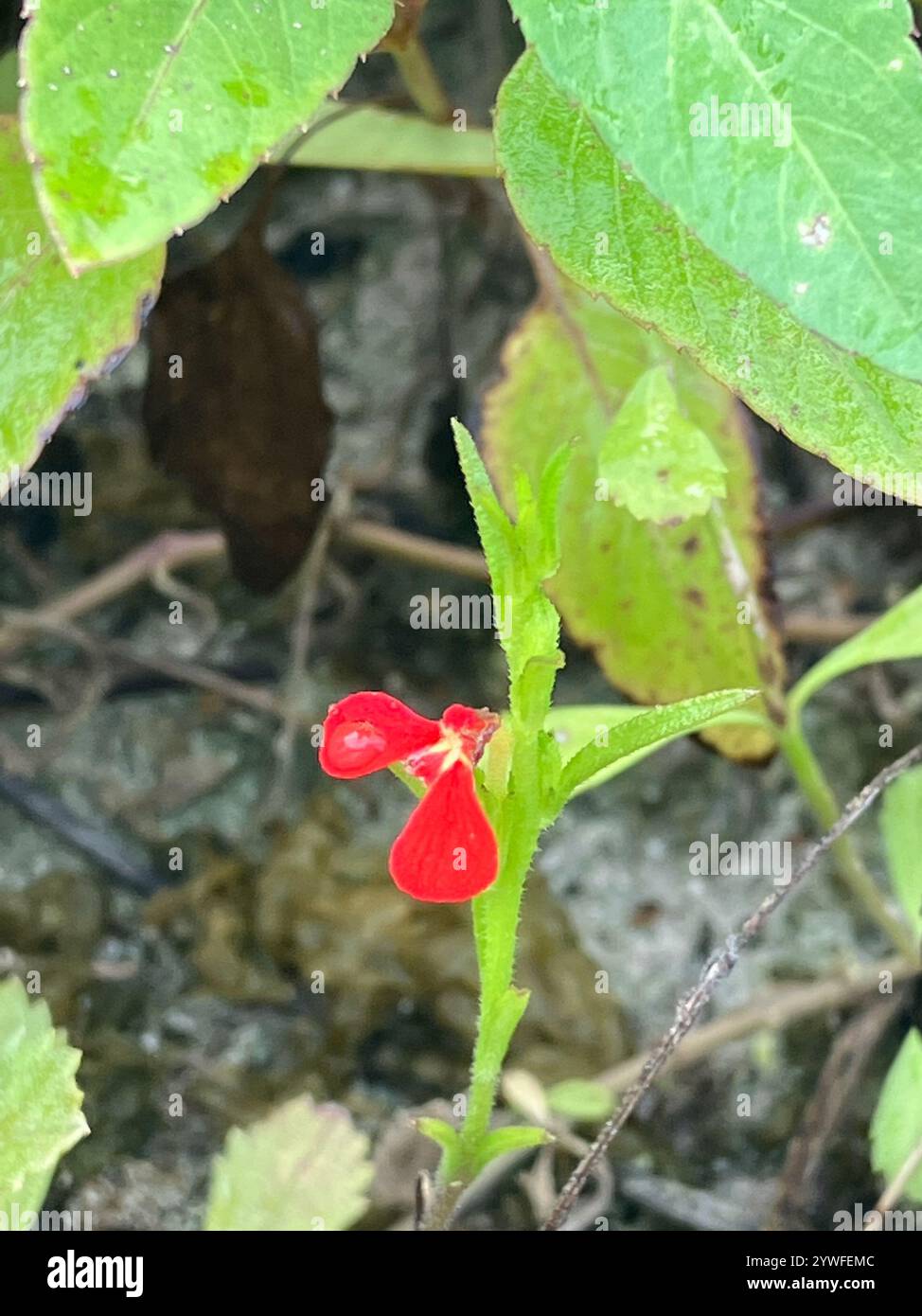Witchweed (Striga asiatica Stock Photo - Alamy