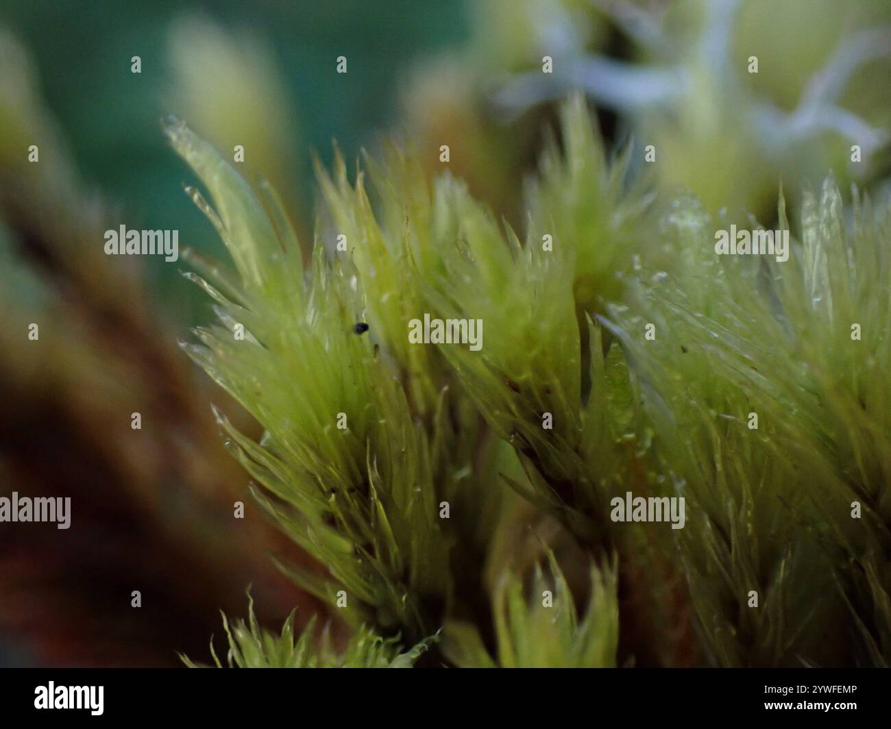 ribbed bog moss (Aulacomnium palustre Stock Photo - Alamy