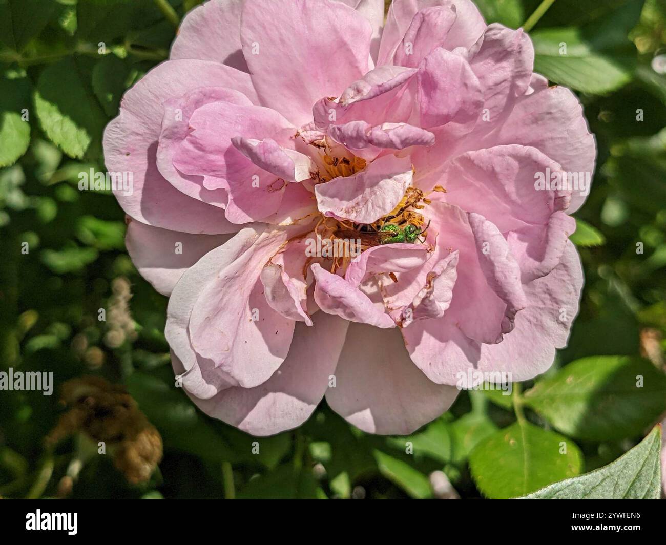 Bicolored Striped Sweat Bee (Agapostemon virescens Stock Photo - Alamy