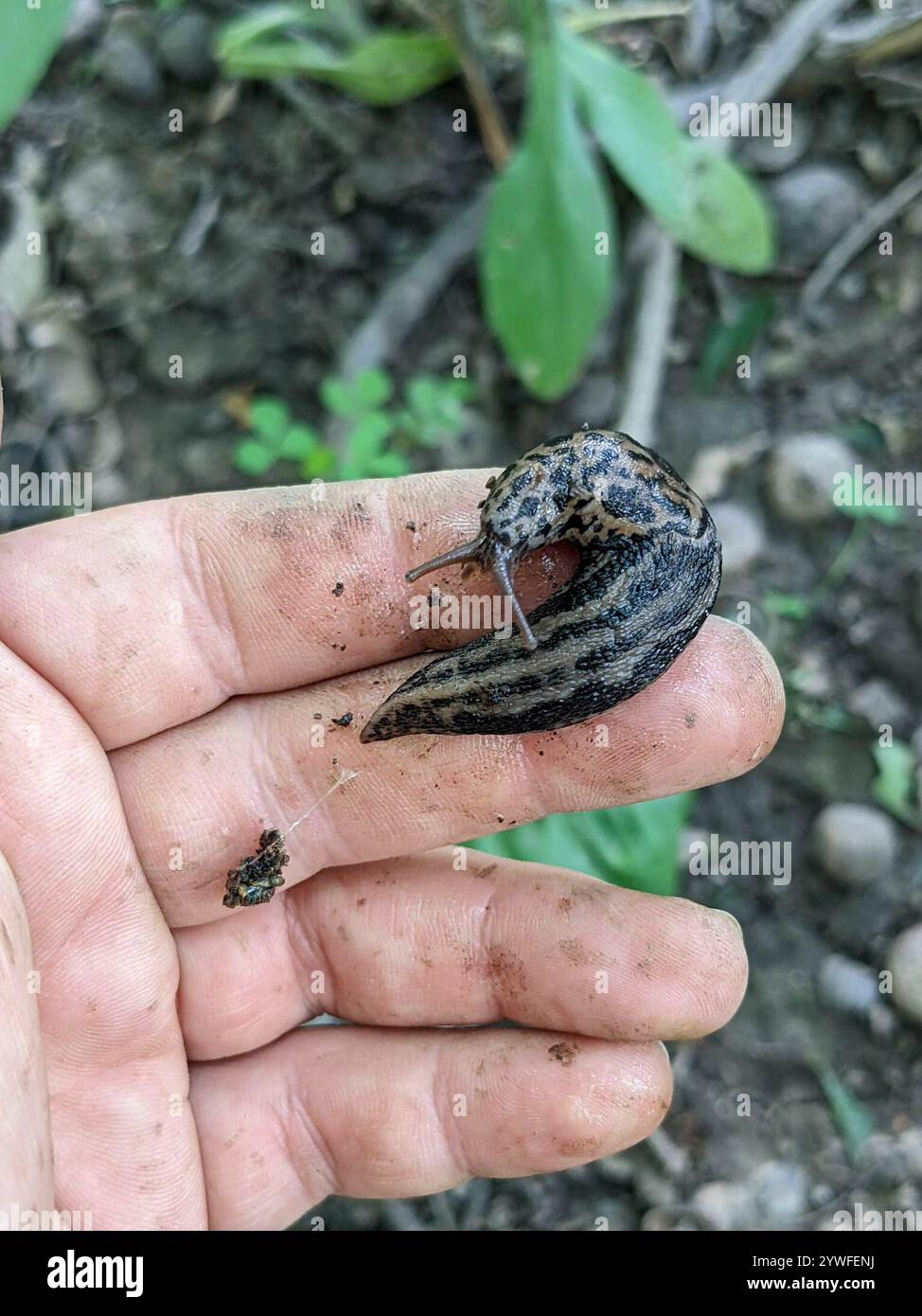 Leopard Slug (Limax maximus Stock Photo - Alamy