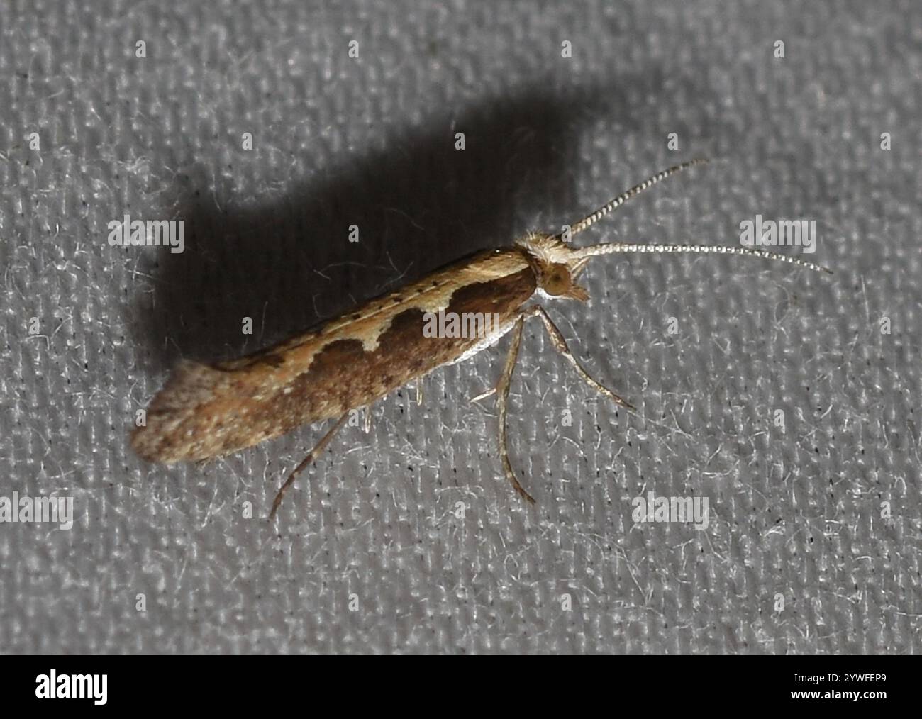 Diamondback Moth (Plutella xylostella Stock Photo - Alamy