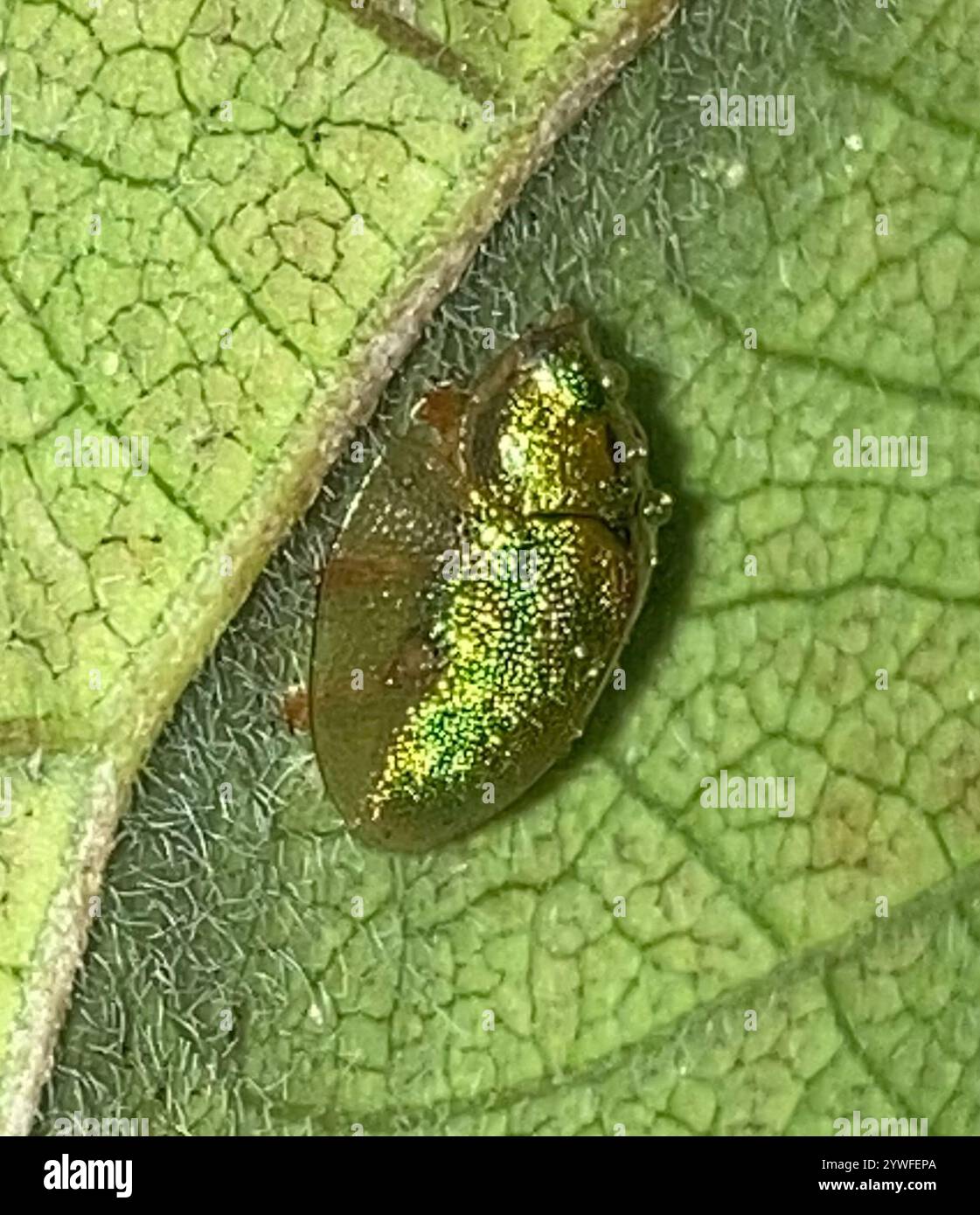 Geiger Tortoise Beetle (Eurypepla calochroma floridensis Stock Photo ...
