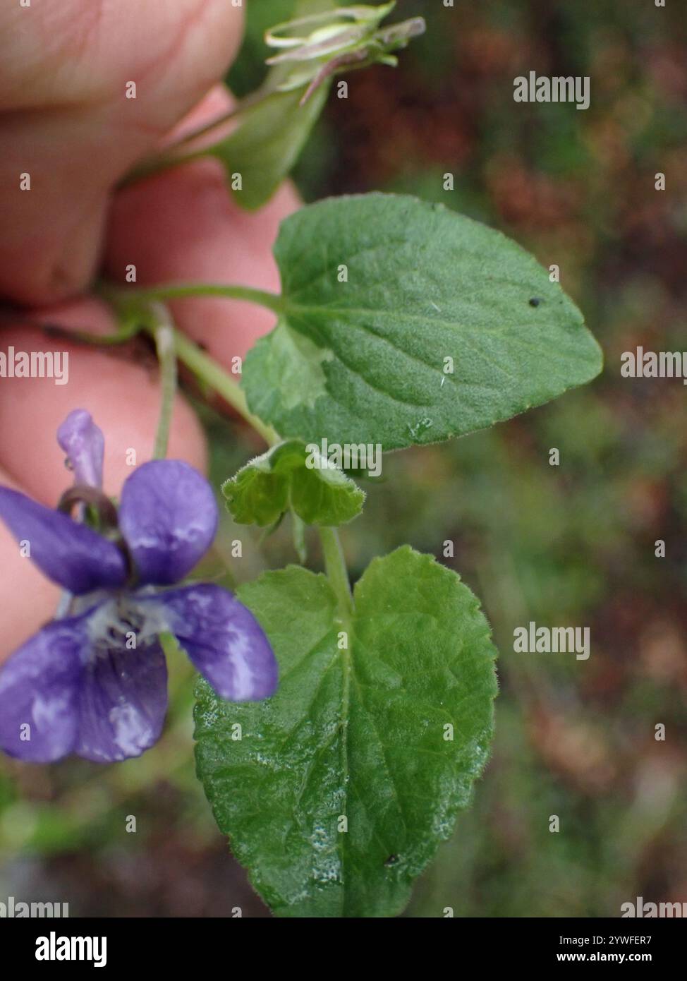 hookedspur violet (Viola adunca Stock Photo - Alamy