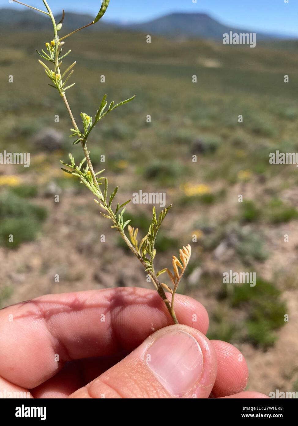 Western Tansymustard (Descurainia pinnata Stock Photo - Alamy