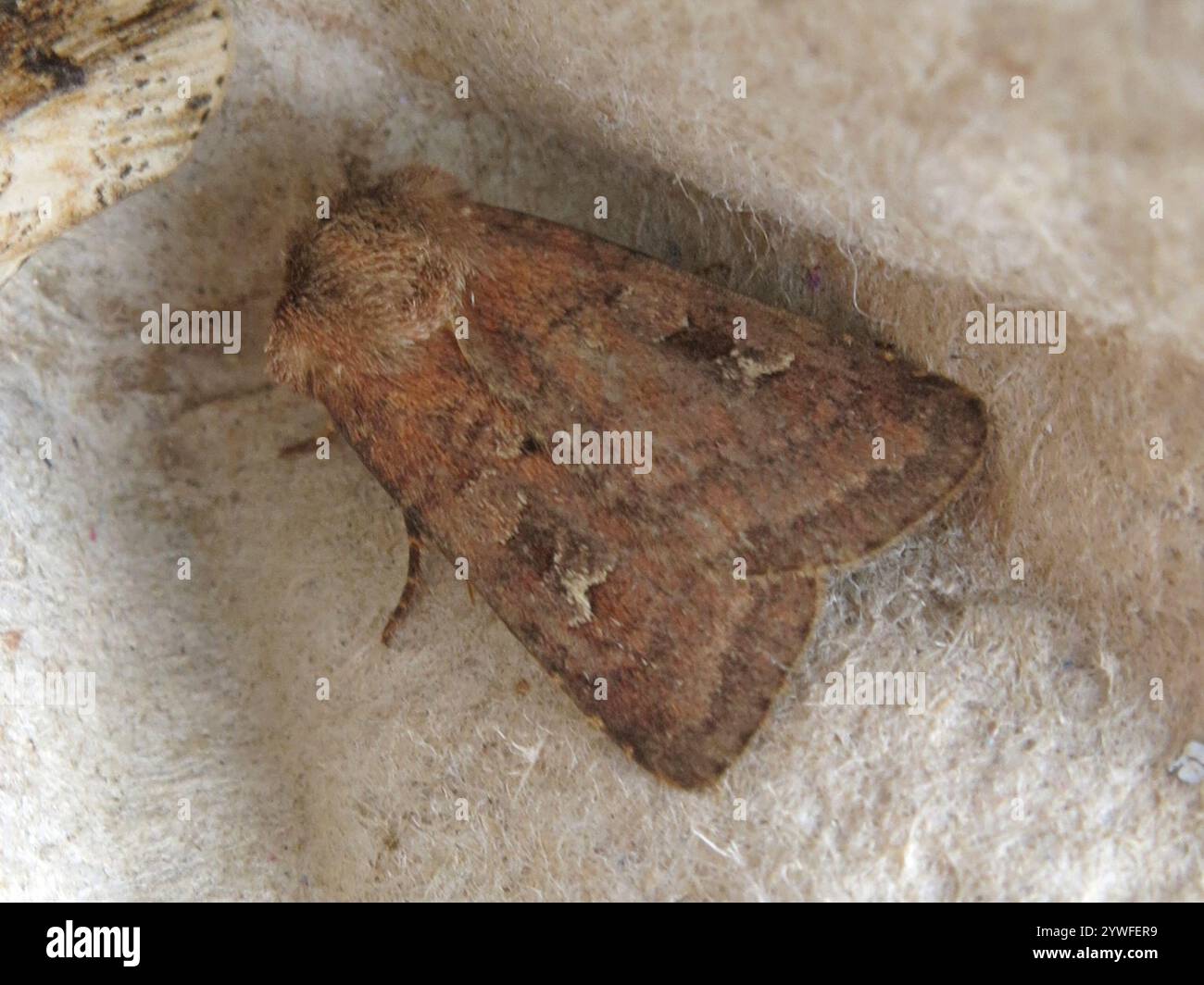 Small Square-spot (Diarsia rubi Stock Photo - Alamy