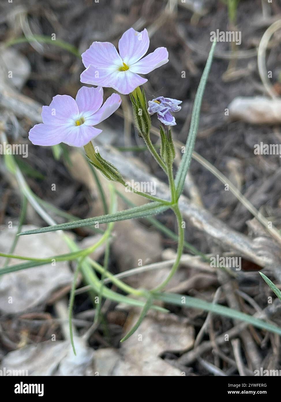 Longleaf Phlox (Phlox longifolia Stock Photo - Alamy
