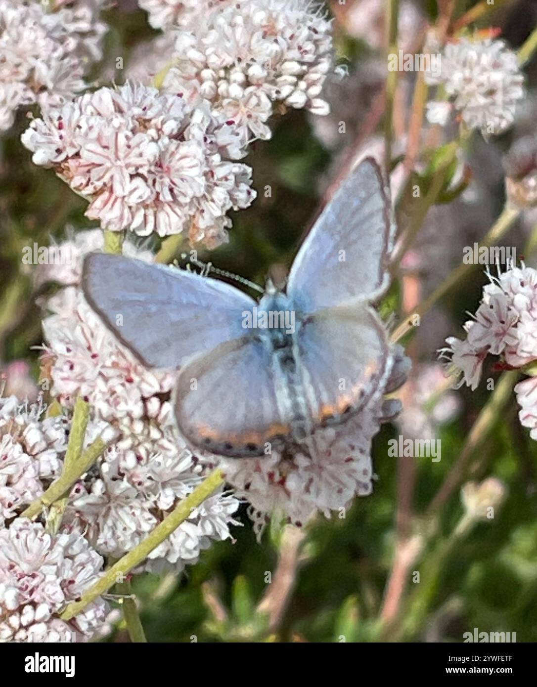 Acmon Blue (Icaricia acmon Stock Photo - Alamy