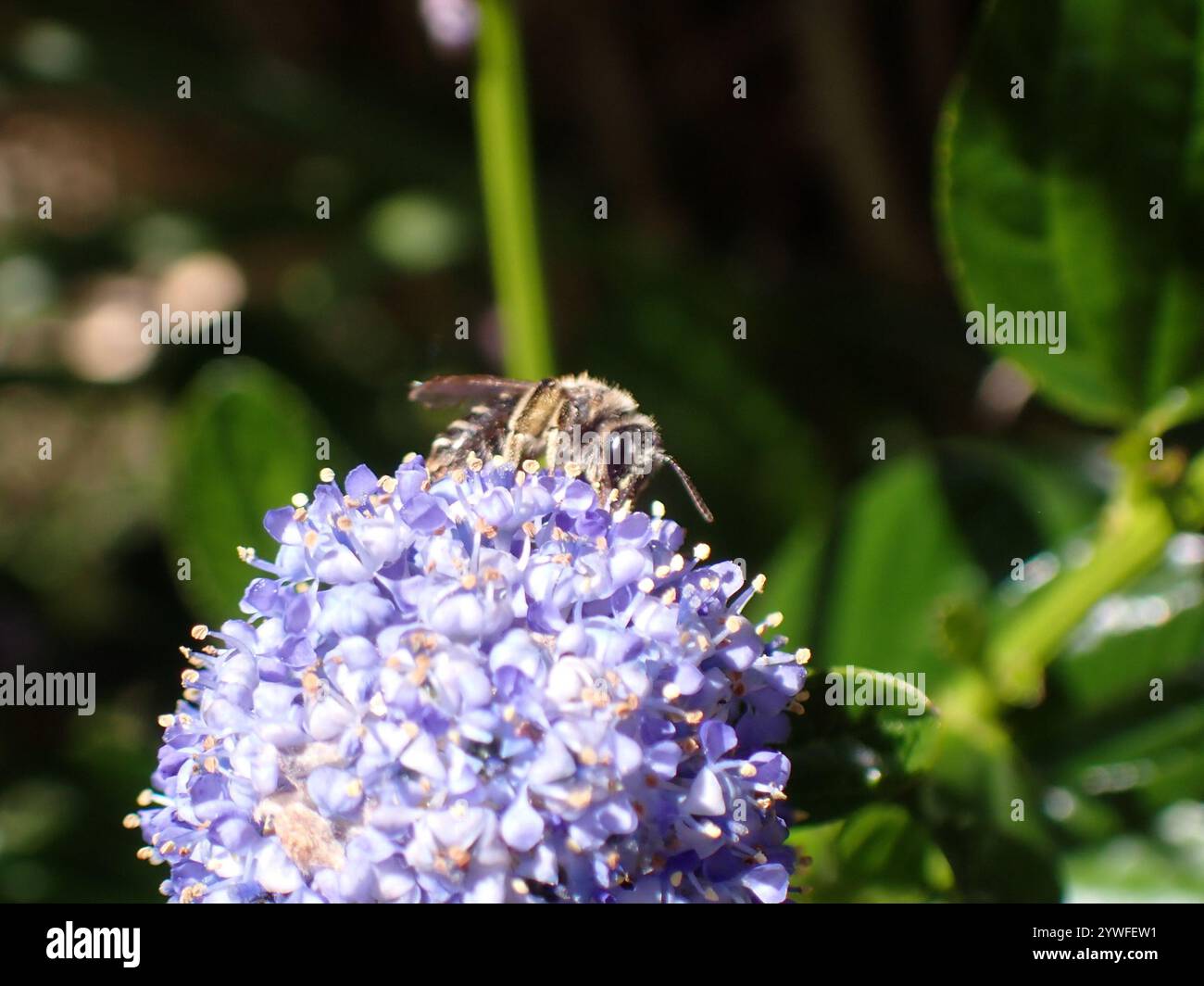 Mining Bees (Andrena Stock Photo - Alamy