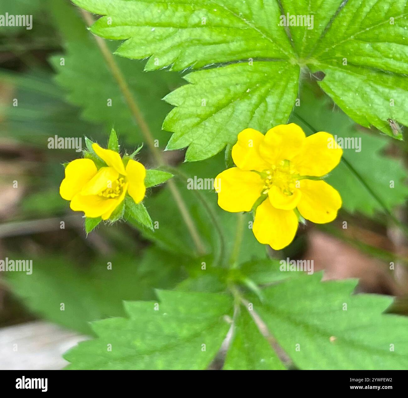 common cinquefoil (Potentilla simplex Stock Photo - Alamy
