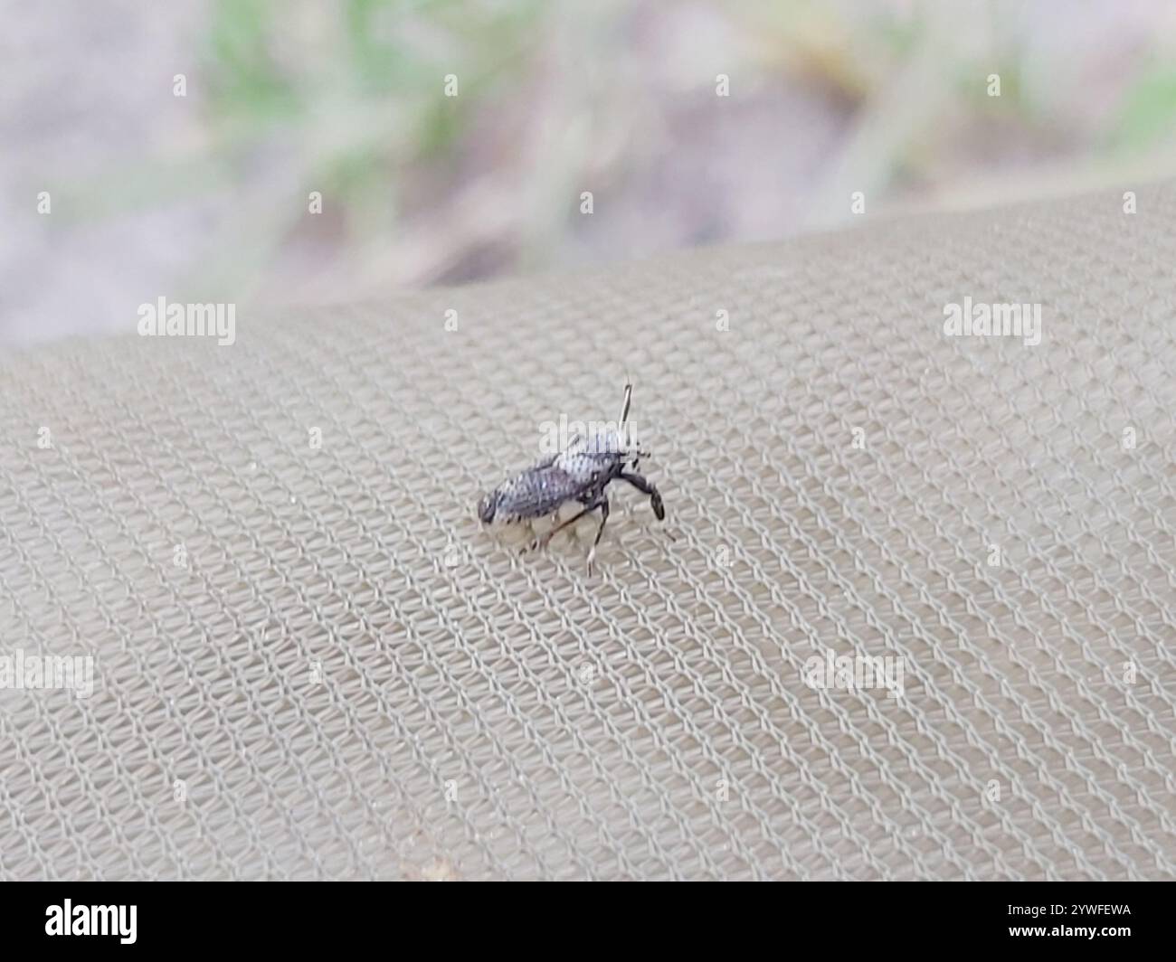 True Hoppers (Auchenorrhyncha Stock Photo - Alamy