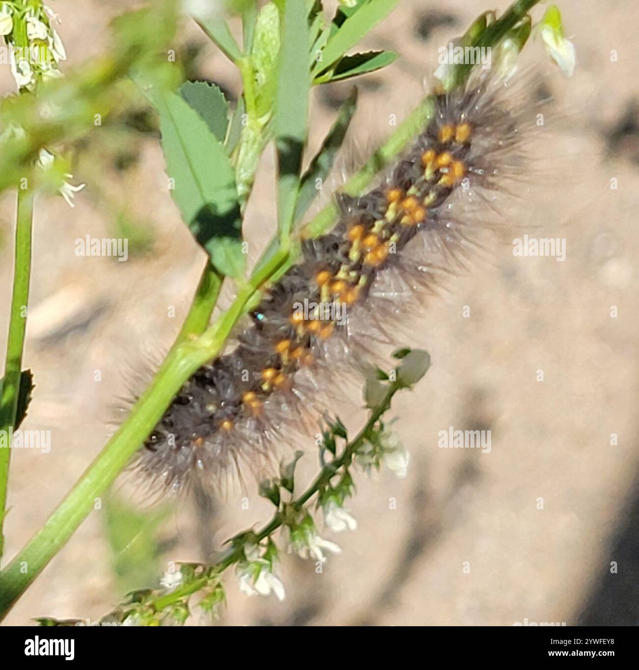 Salt Marsh Moth (Estigmene acrea Stock Photo - Alamy