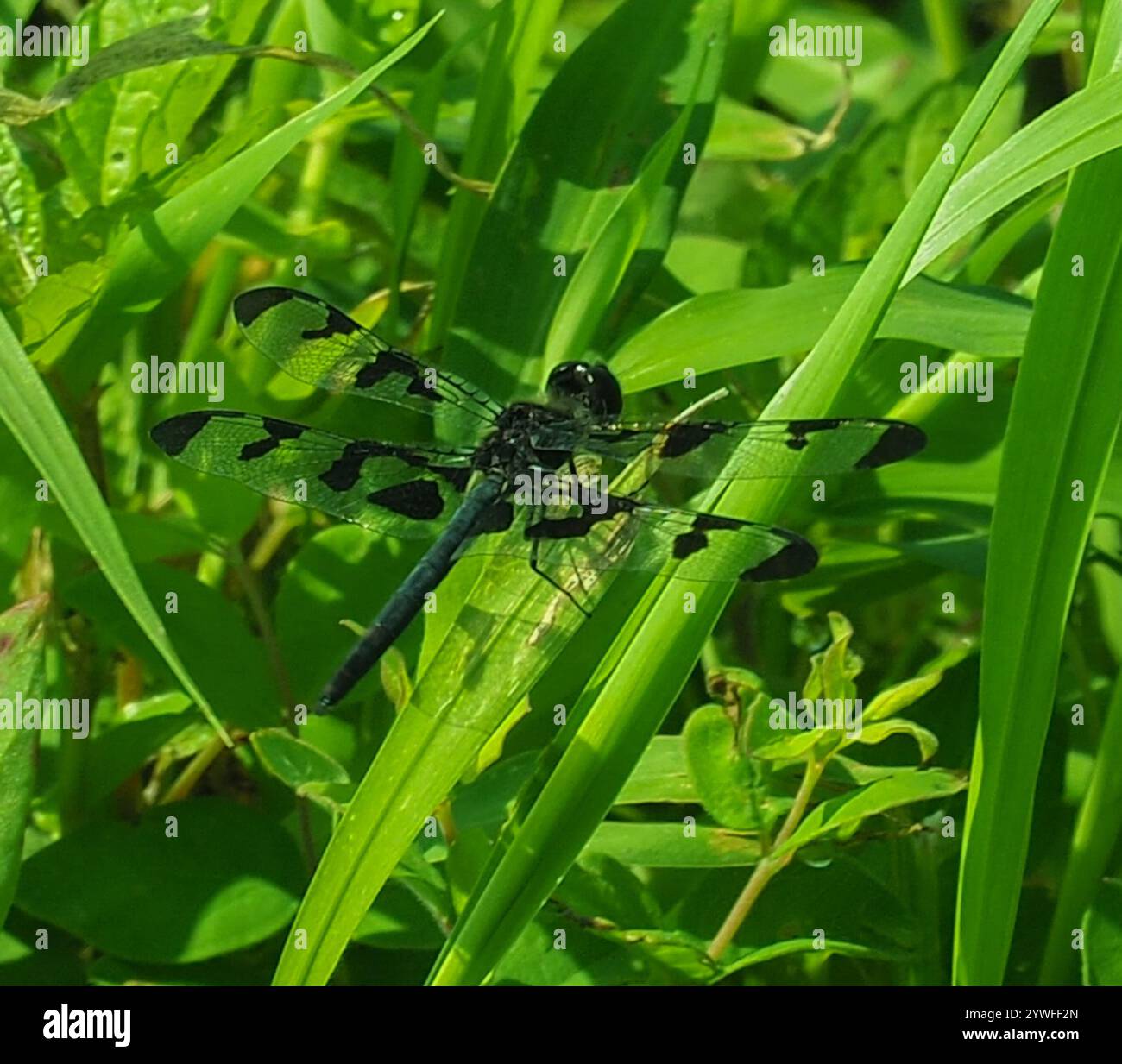 Banded Pennant (Celithemis fasciata Stock Photo - Alamy