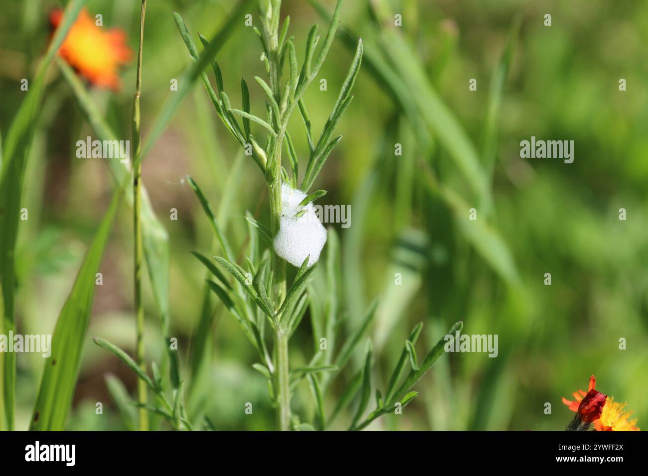 True Spittlebugs (Aphrophoridae Stock Photo - Alamy