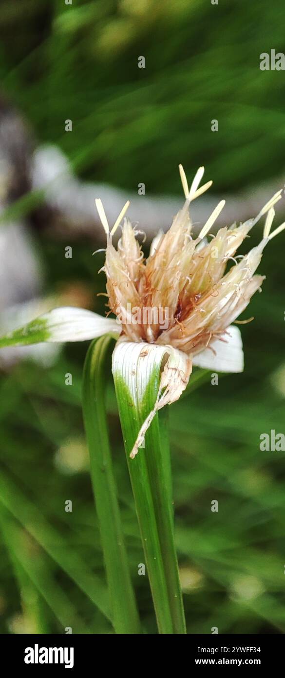 whitetop sedge (Rhynchospora colorata Stock Photo - Alamy