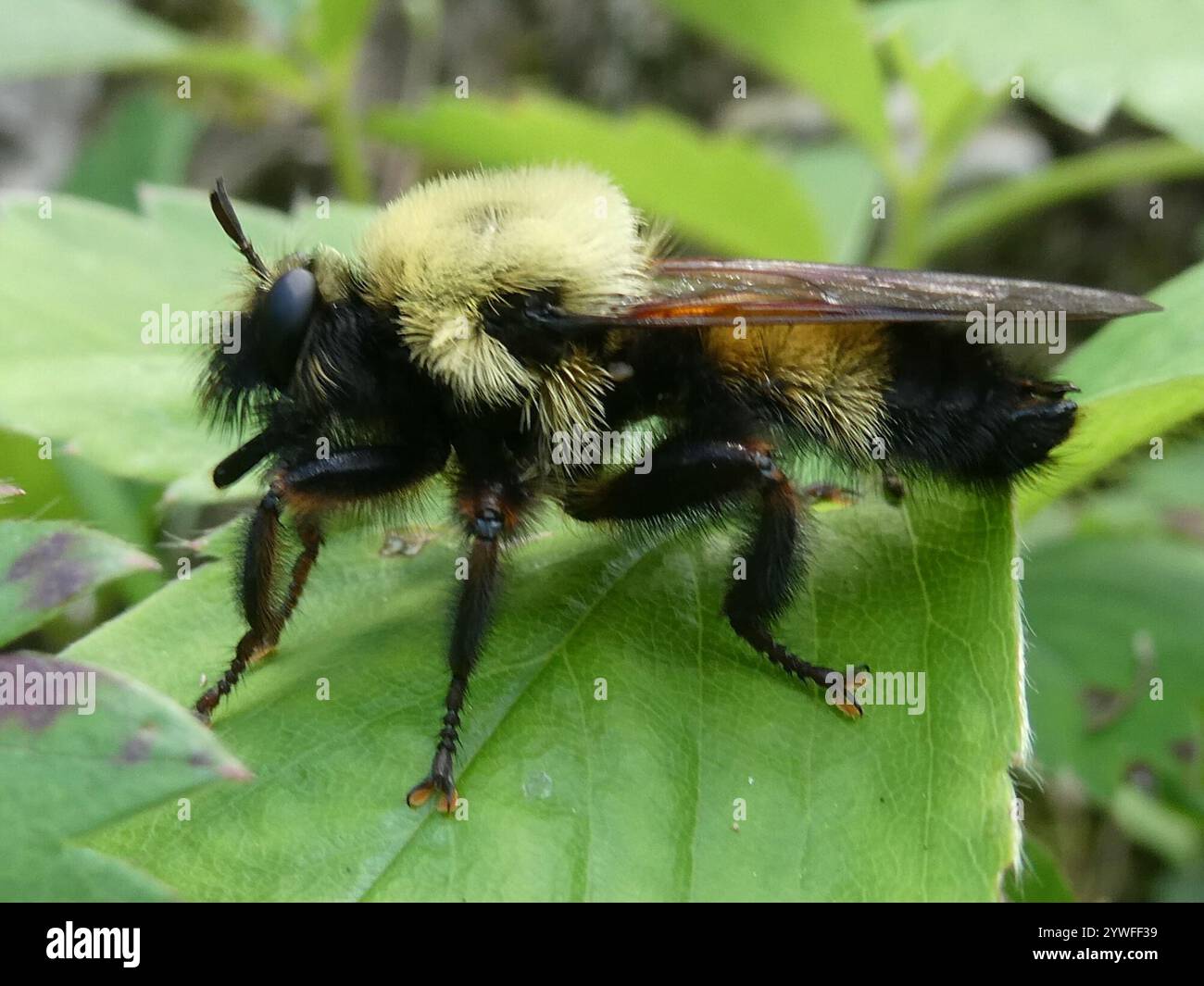 Eastern Yellow-backed Laphria (Laphria thoracica Stock Photo - Alamy