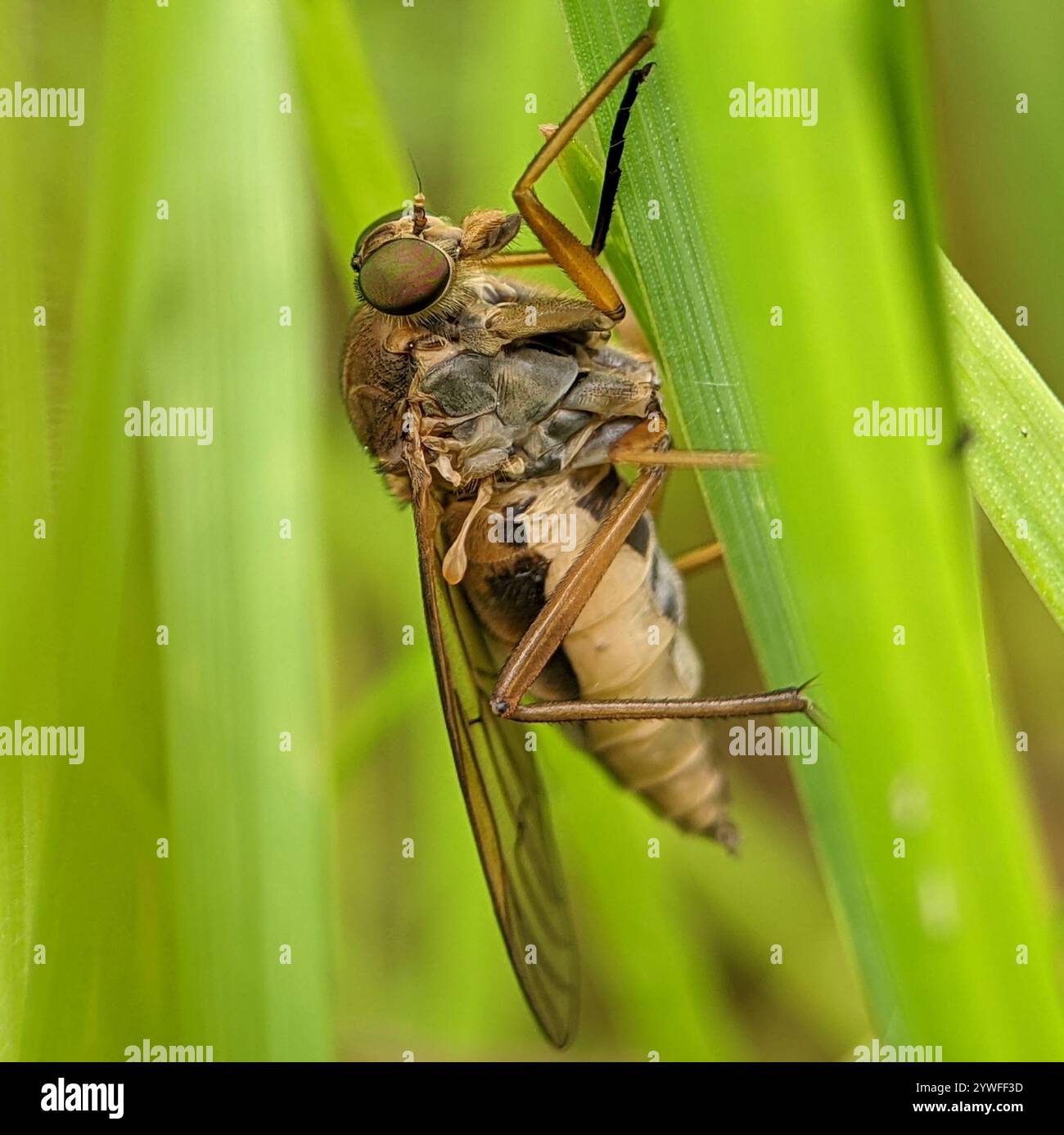 Rhagio tringarius hi-res stock photography and images - Alamy
