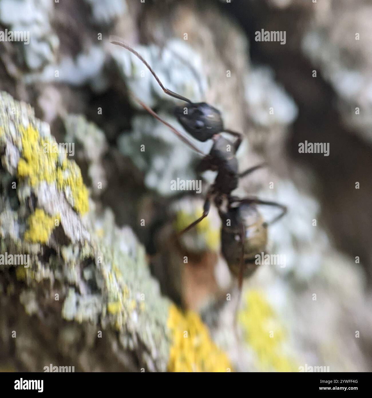 Eastern Black Carpenter Ant (Camponotus pennsylvanicus Stock Photo - Alamy