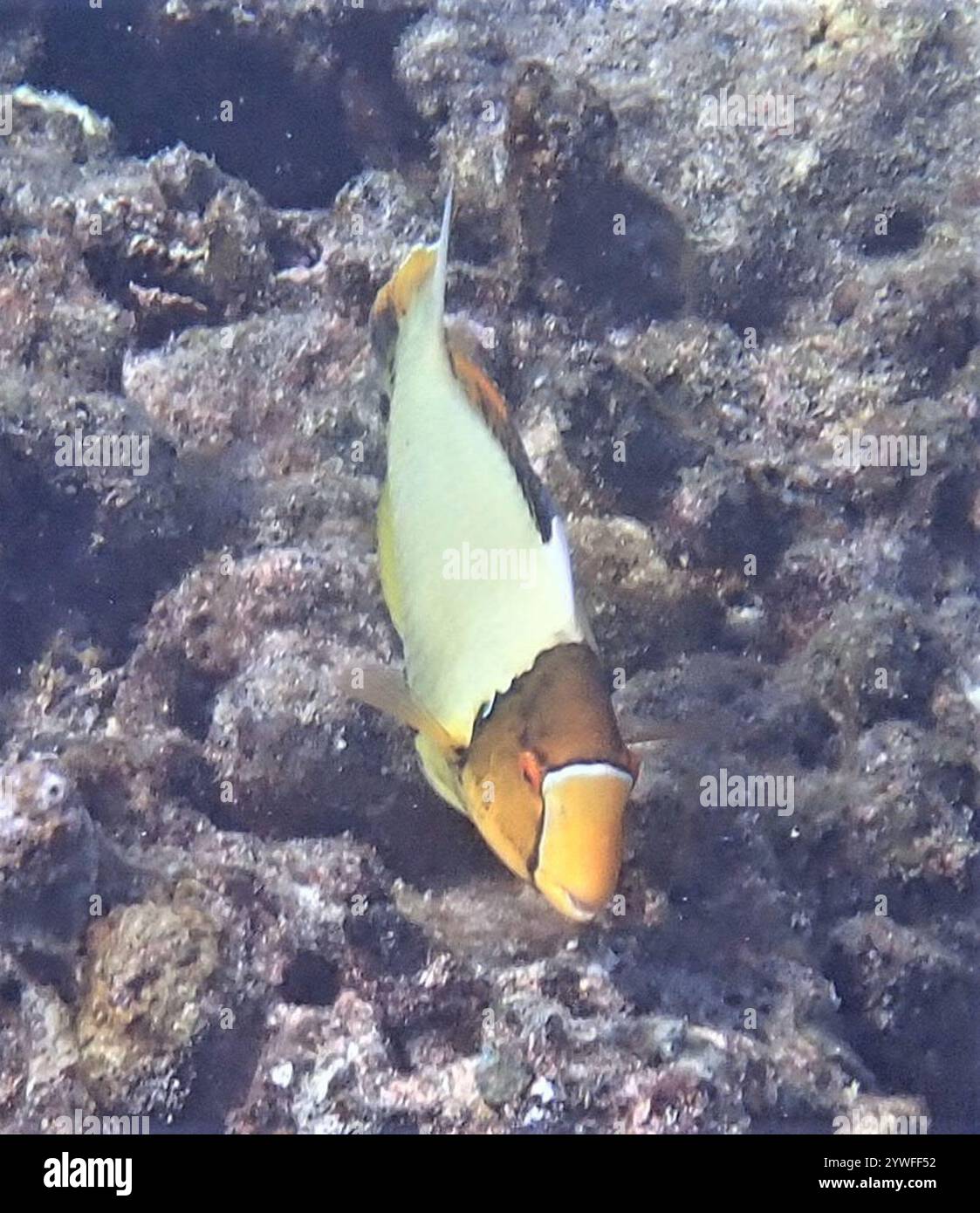 Spotted Parrotfish (Cetoscarus ocellatus Stock Photo - Alamy