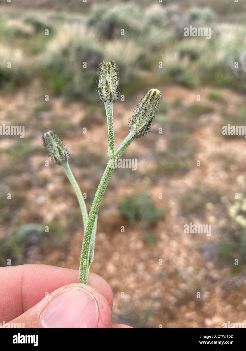 Modoc Hawksbeard (Crepis modocensis Stock Photo - Alamy