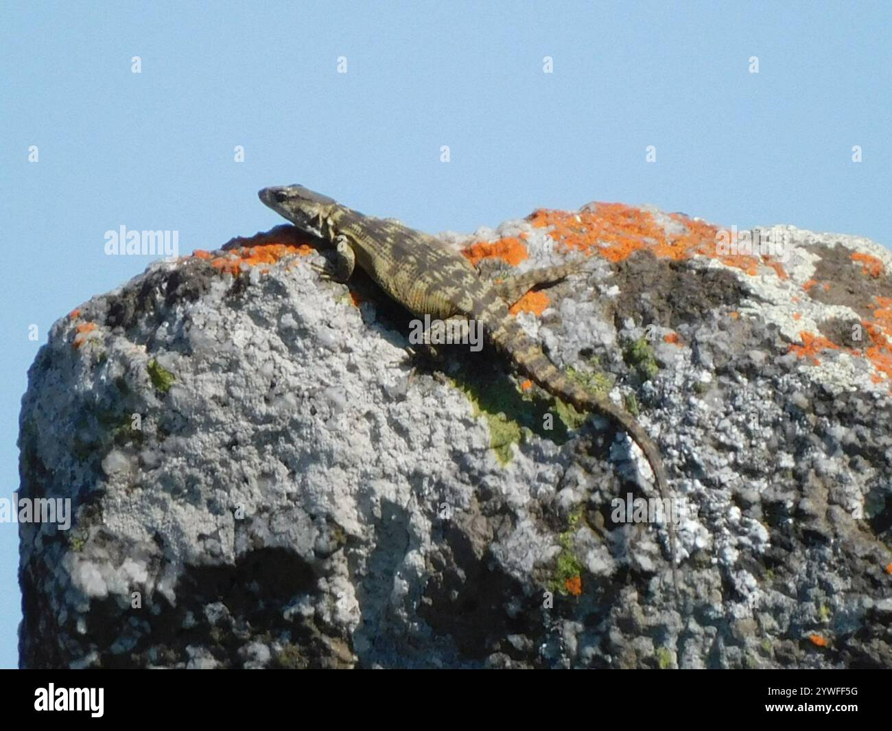 Highveld Crag Lizard (Pseudocordylus melanotus Stock Photo - Alamy
