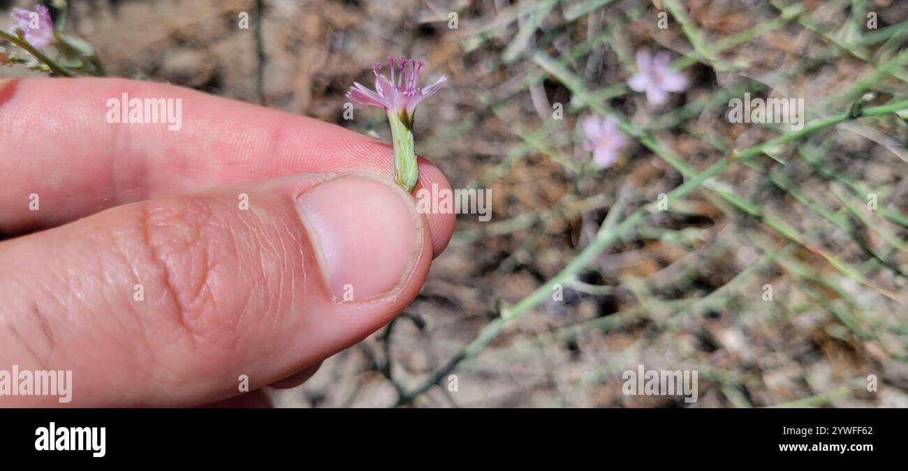 Brownplume Wirelettuce (Stephanomeria pauciflora Stock Photo - Alamy