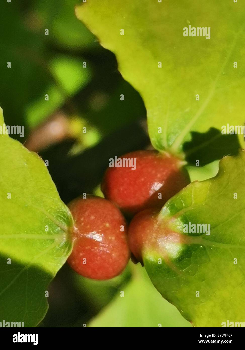 Poplar Leaf Gall Midge (Contarinia petioli Stock Photo - Alamy