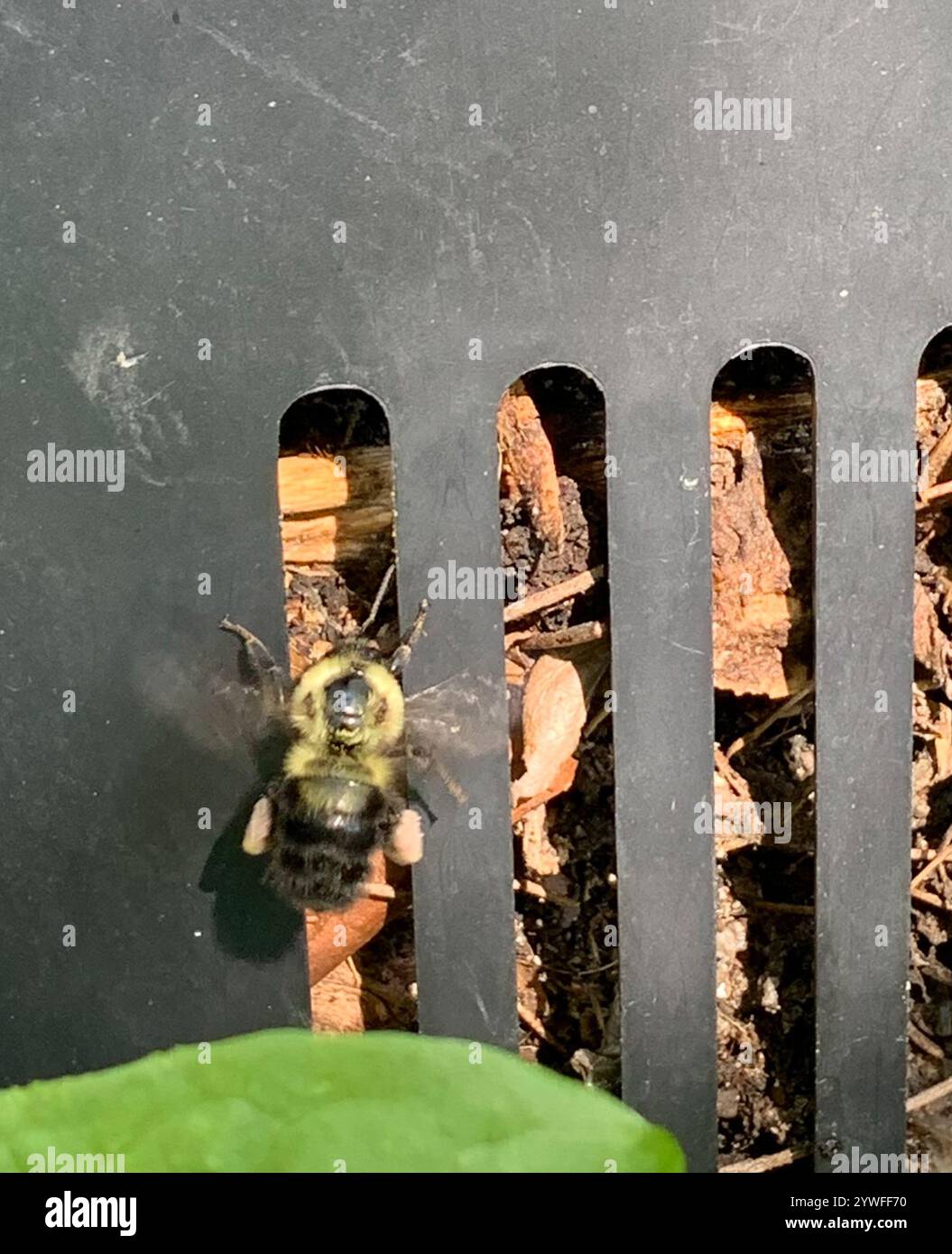 Two-spotted Bumble Bee (Bombus bimaculatus Stock Photo - Alamy