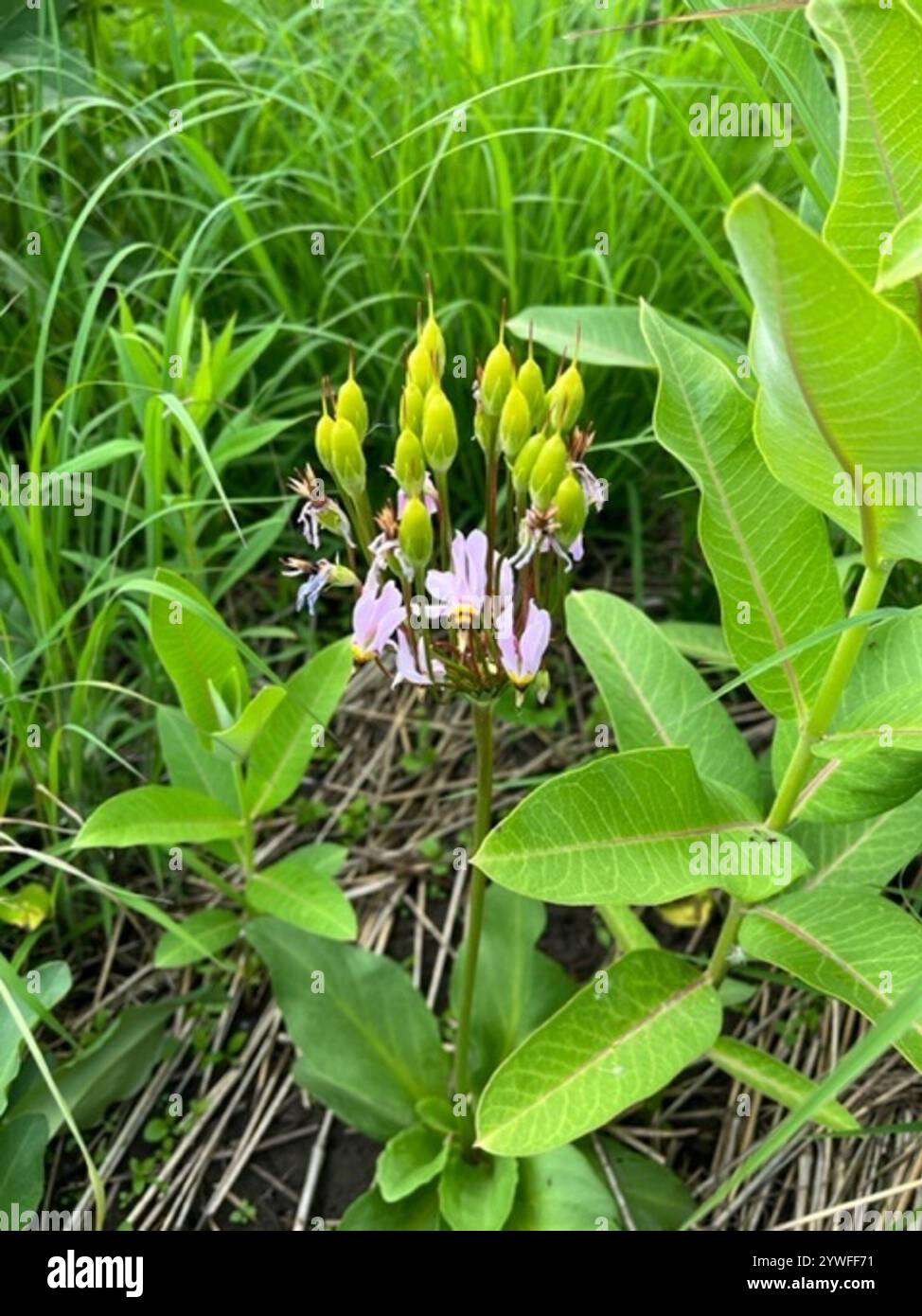 eastern shooting star (Primula meadia Stock Photo - Alamy
