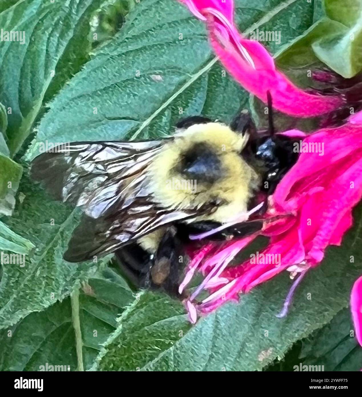 Two-spotted Bumble Bee (Bombus bimaculatus Stock Photo - Alamy