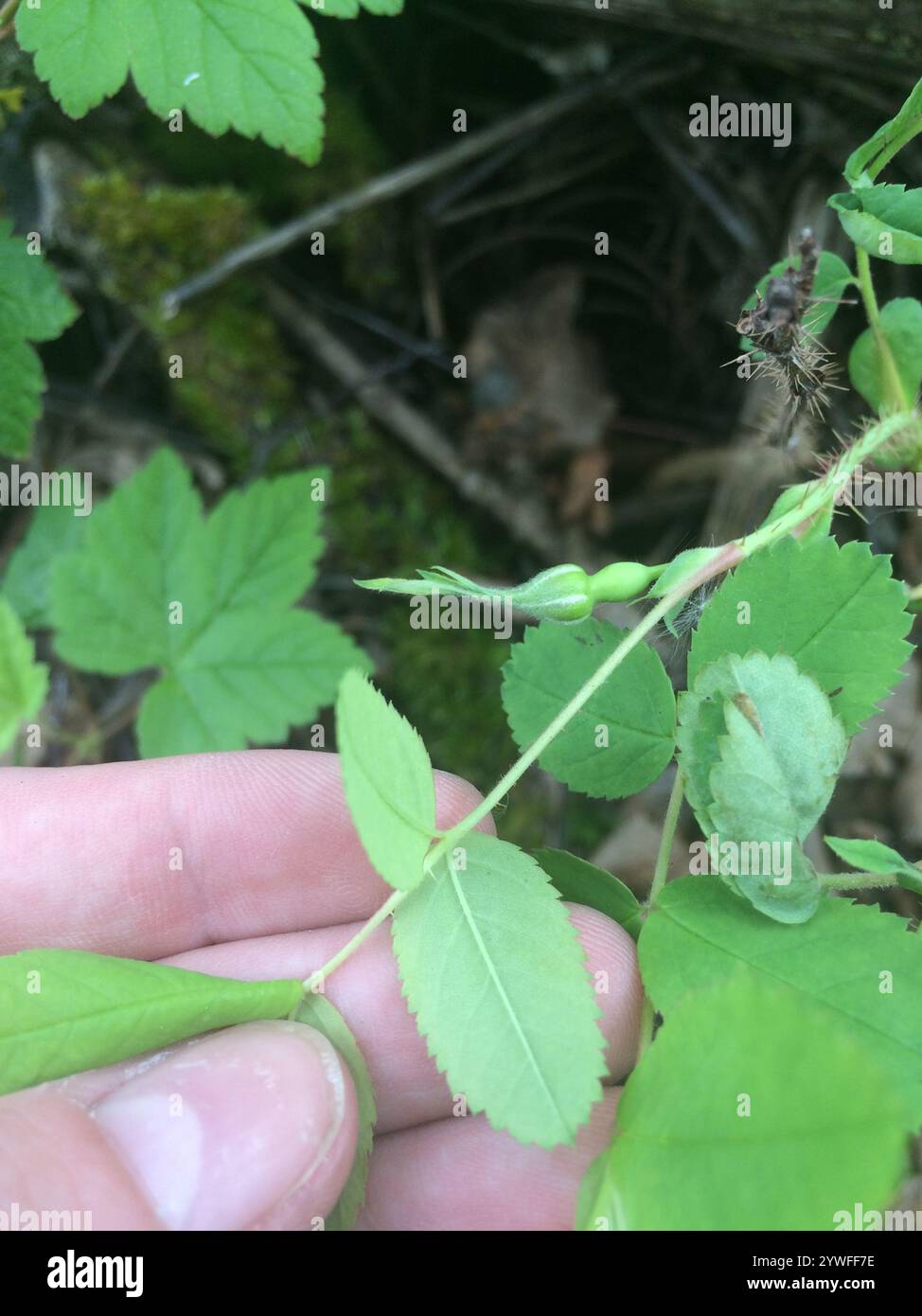 Prickly Wild Rose (Rosa acicularis Stock Photo - Alamy