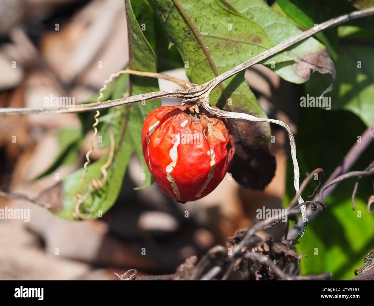 Native Bryony (Diplocyclos palmatus Stock Photo - Alamy