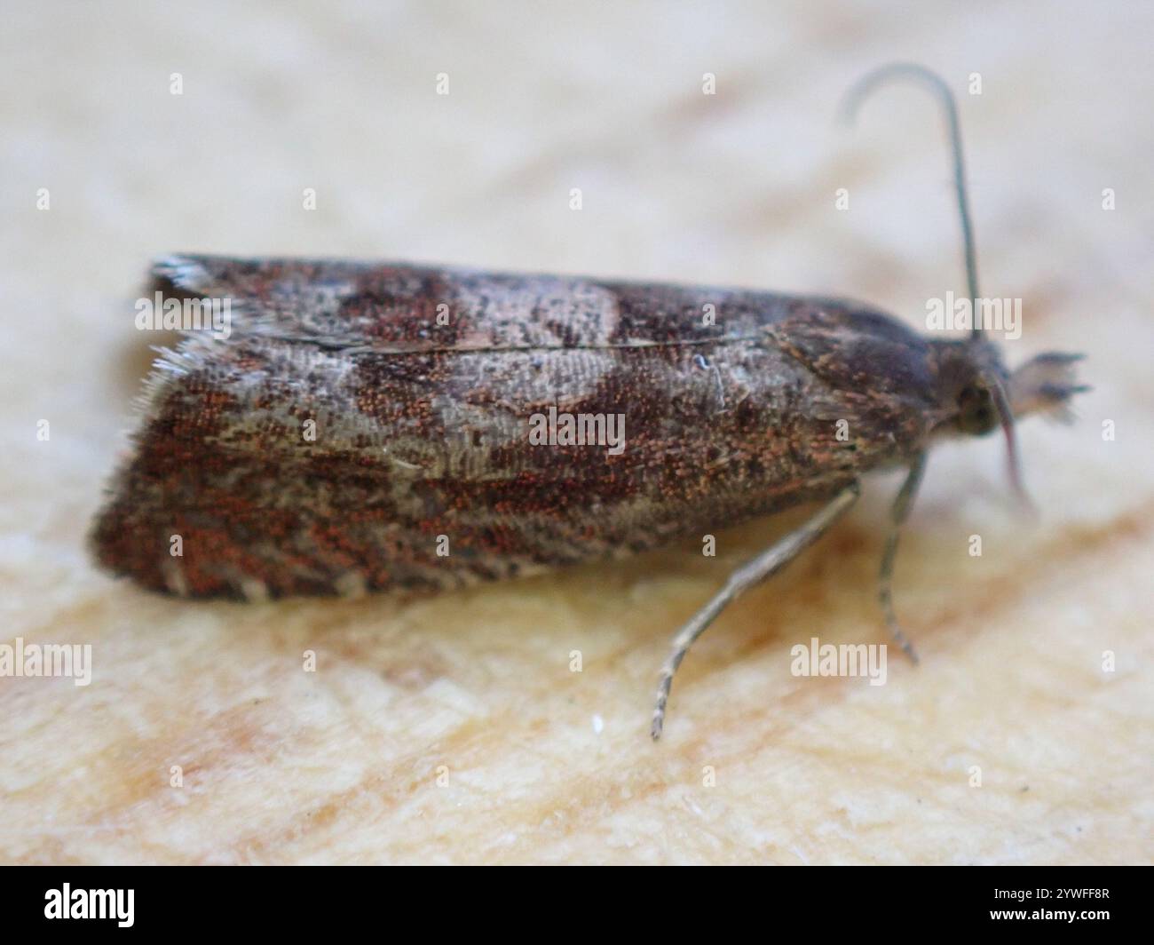 Tortricid Leafroller Moths (Tortricidae Stock Photo - Alamy